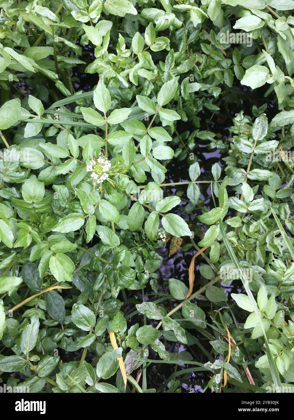 watercress (Nasturtium officinale) Plantae Stock Photo - Alamy