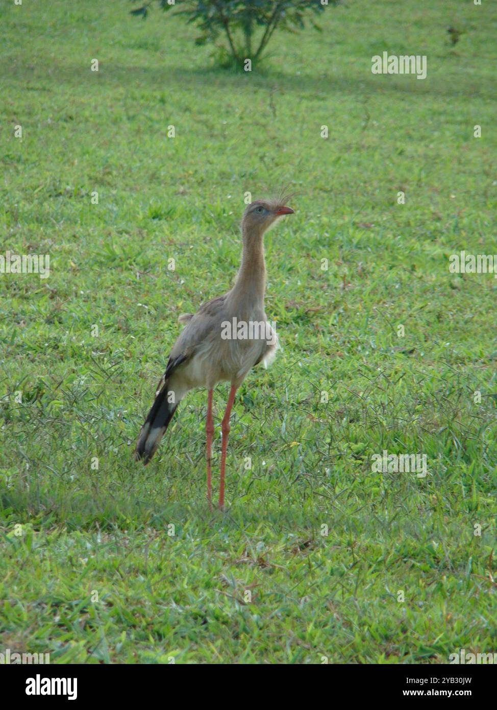 Red-legged Seriema (Cariama cristata) Aves Stock Photo - Alamy