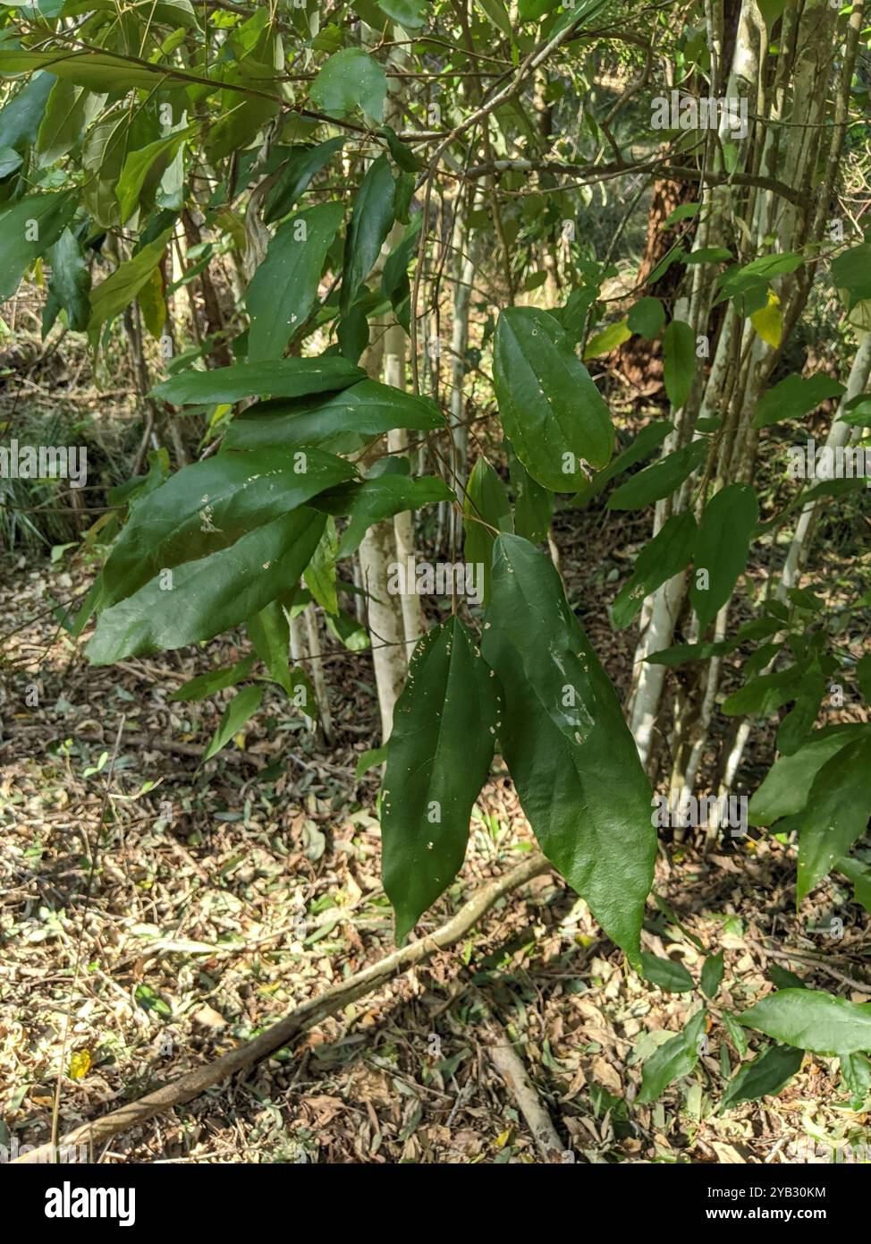 Kamala (Mallotus philippensis) Plantae Stock Photo - Alamy