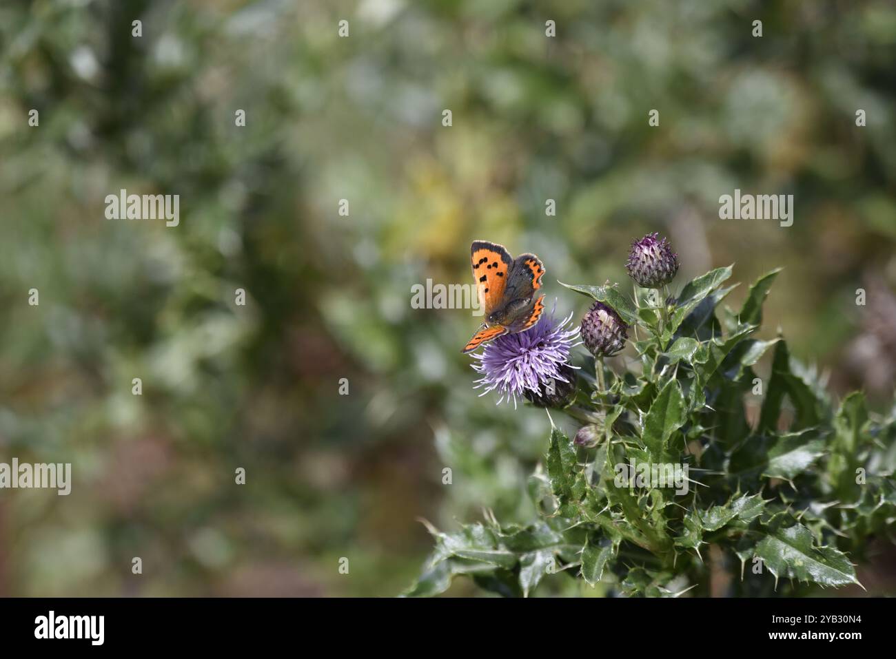 Small Copper Butterfly (Lycaena phlaeas) Right of Image Facing Towards ...