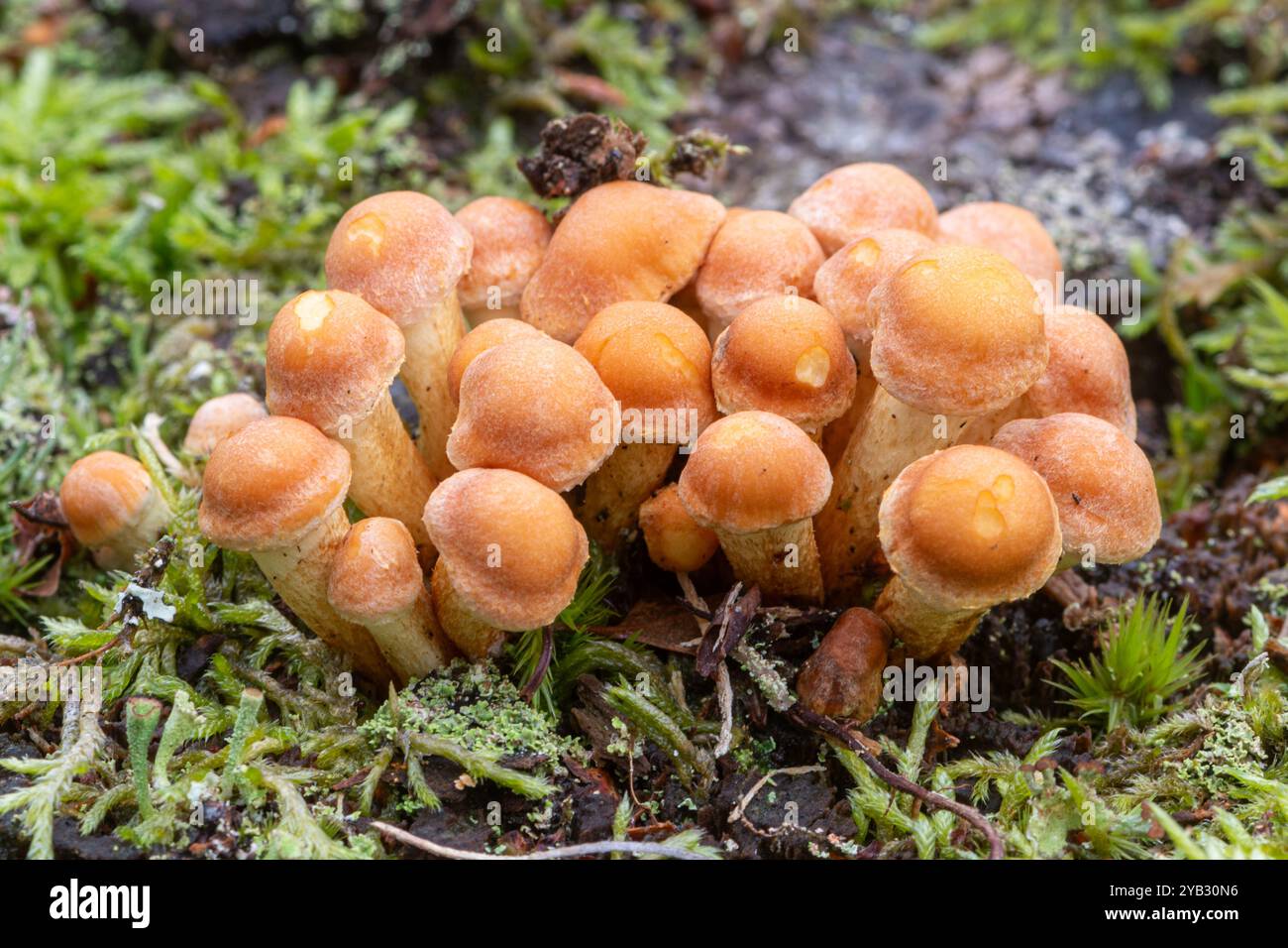 Sulphur tuft fungi (Hypholoma fasciculare) on tree stump during autumn ...