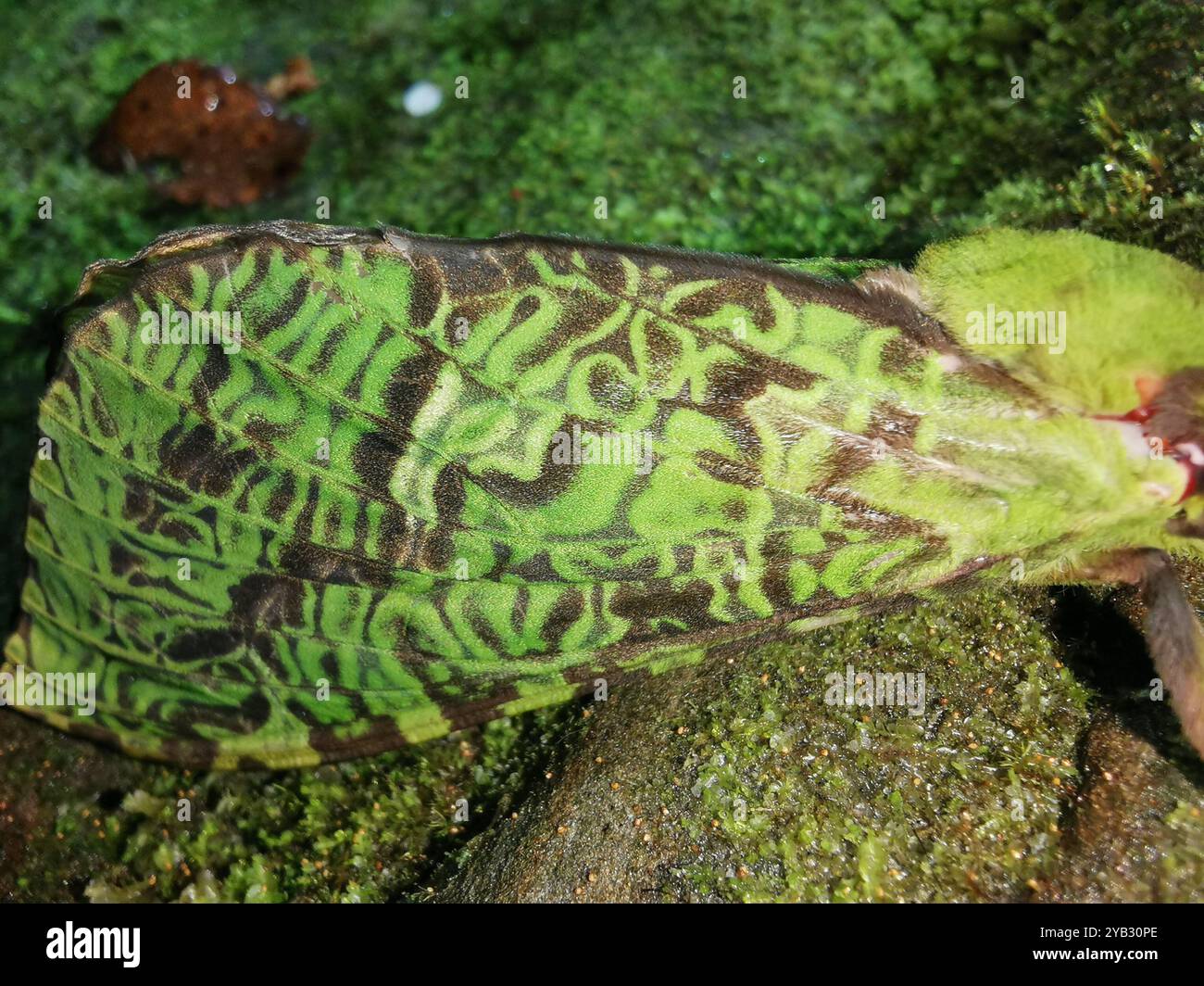 Puriri moth hi-res stock photography and images - Alamy