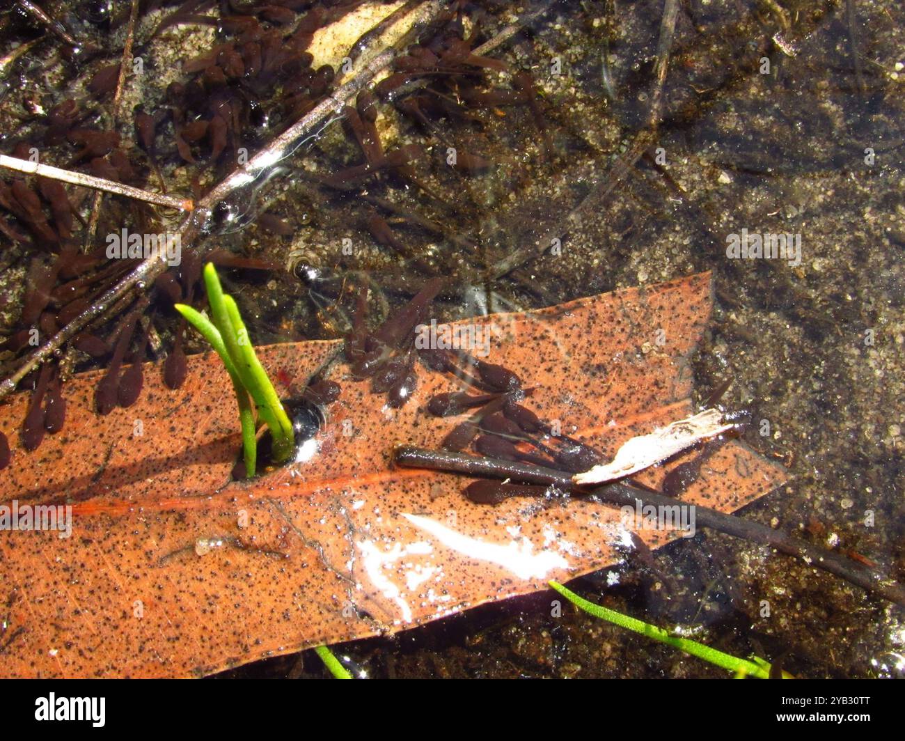 Sand Toad (Vandijkophrynus angusticeps) Amphibia Stock Photo - Alamy
