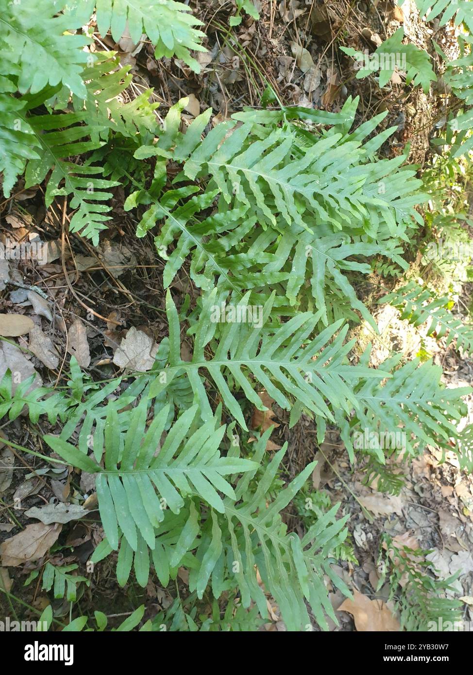 southern polypody (Polypodium cambricum) Plantae Stock Photo - Alamy