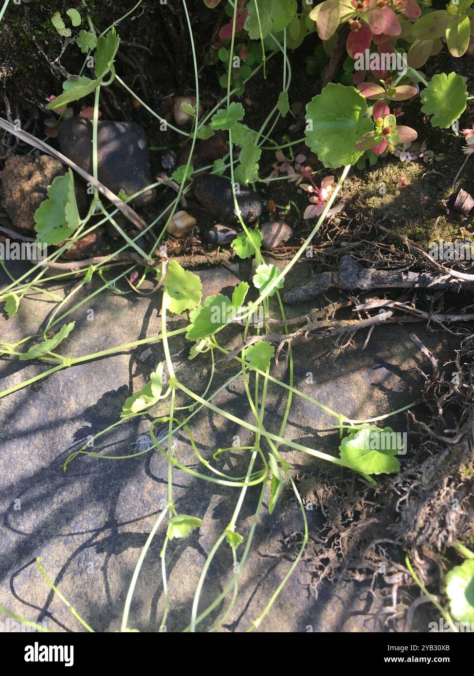 American Water-pennywort (Hydrocotyle americana) Plantae Stock Photo ...
