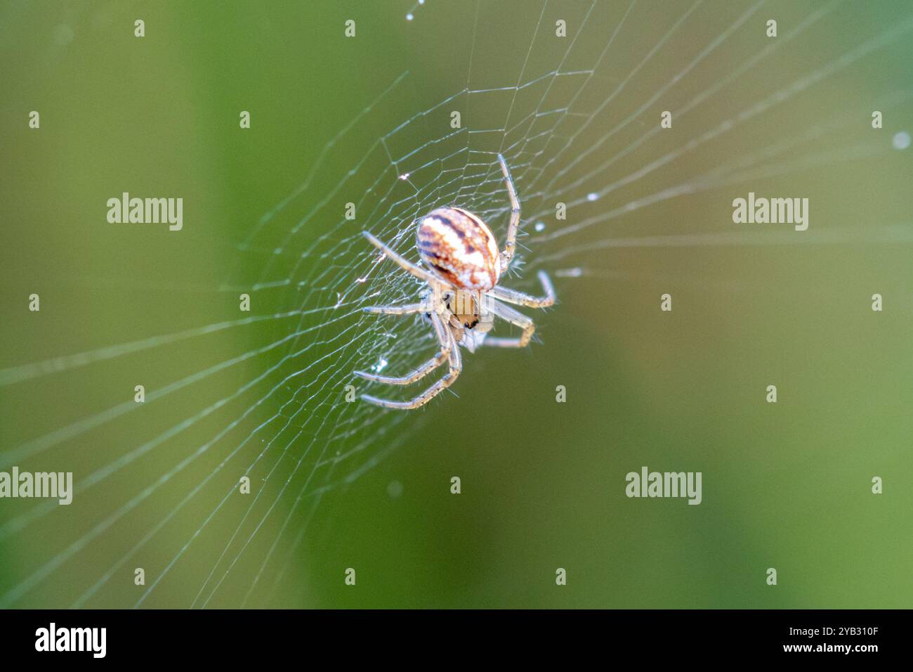 Cricket bat spider (Mangora acalypha, also called cricket-bat orbweaver ...