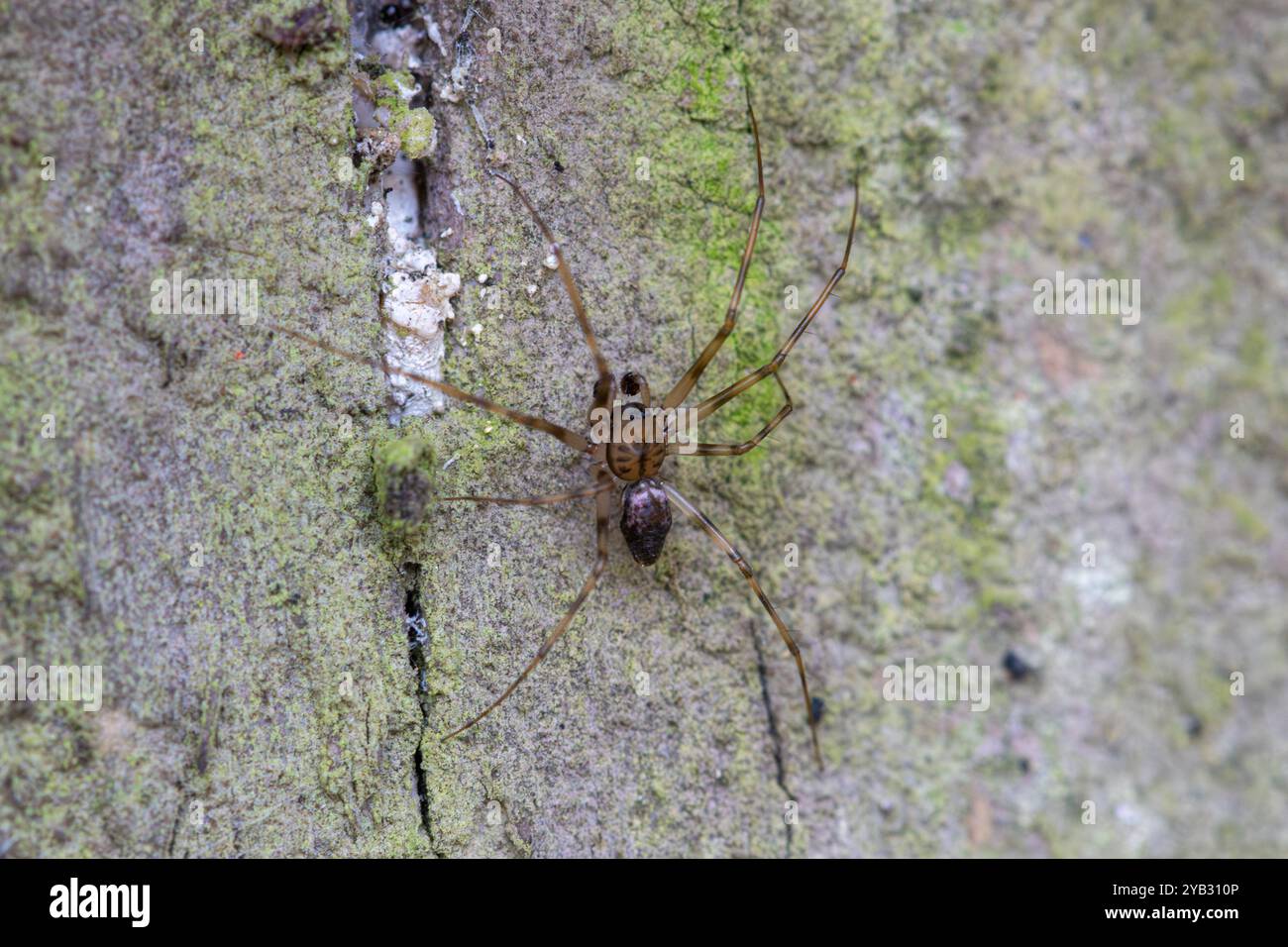 Invisible spider (Drapetisca socialis) on wood fence post, Surrey ...