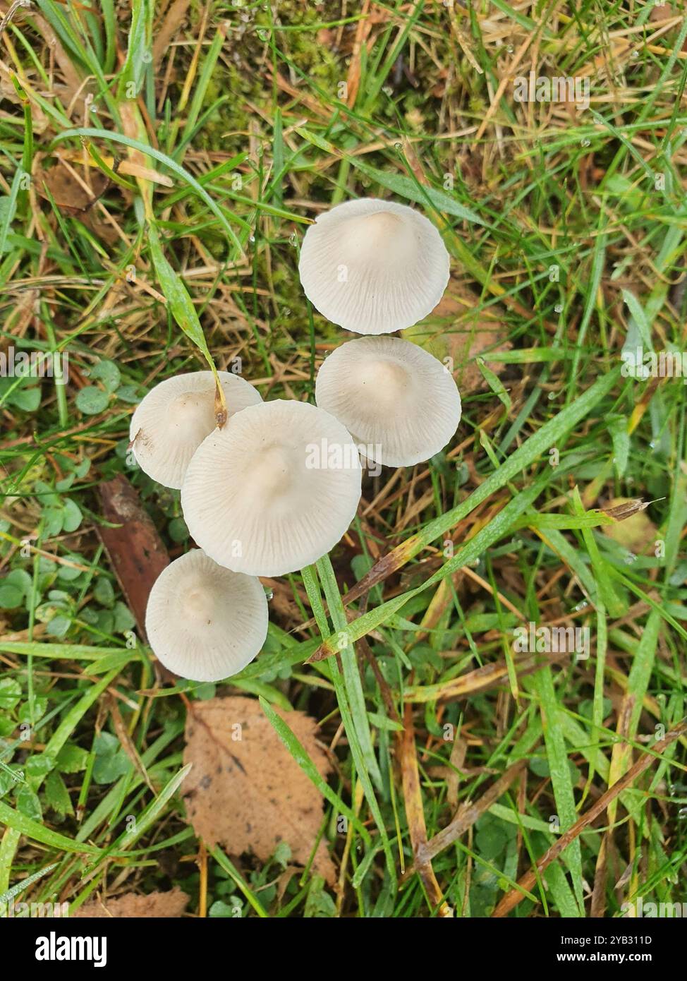 Conecaps (Conocybe) Fungi Stock Photo - Alamy