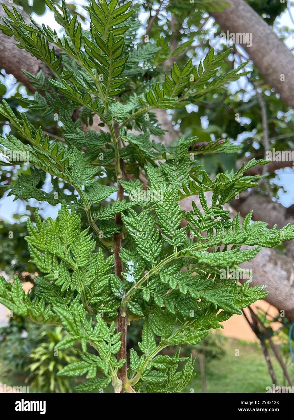plants (Plantae) Plantae Stock Photo - Alamy