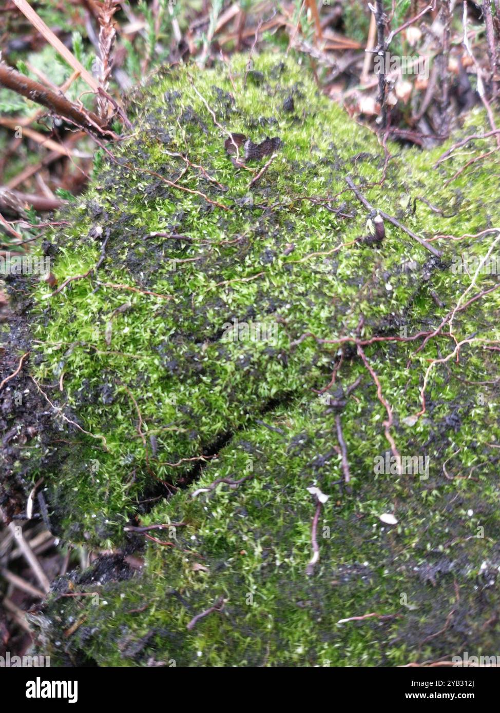 Dwarf Swan-neck Moss (Campylopus pyriformis) Plantae Stock Photo - Alamy