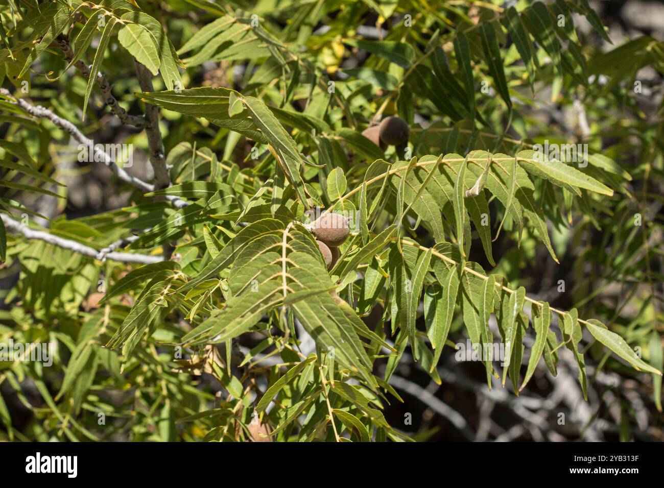 Juglans microcarpa hi-res stock photography and images - Alamy