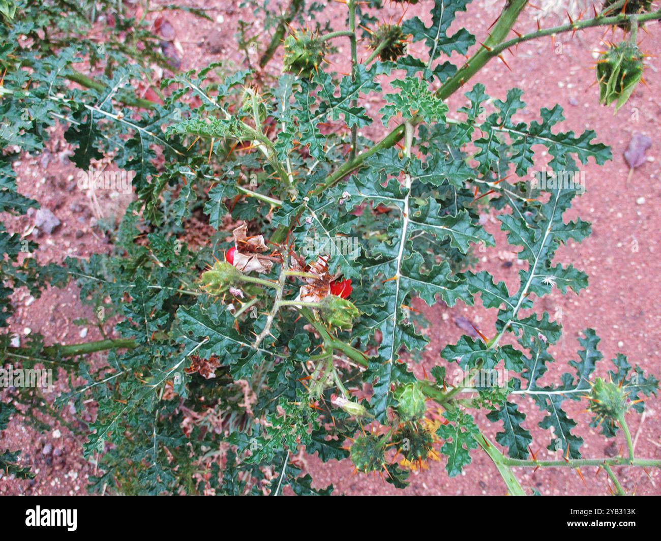 Red Buffalo-bur (Solanum sisymbriifolium) Plantae Stock Photo - Alamy