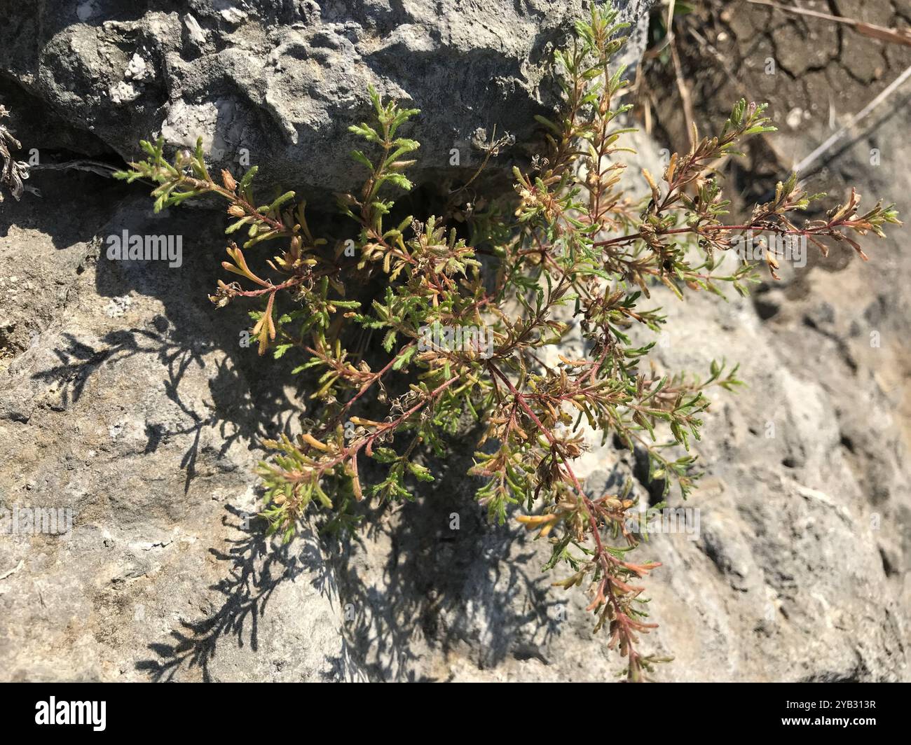 Obi-Wan conobea (Leucospora multifida) Plantae Stock Photo - Alamy