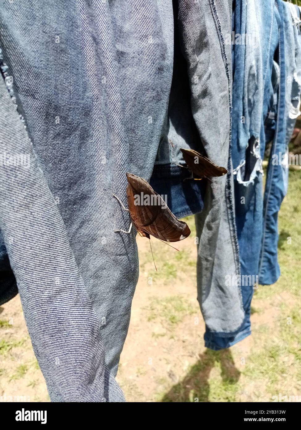 Orion Cecropian (Historis odius) Insecta Stock Photo - Alamy