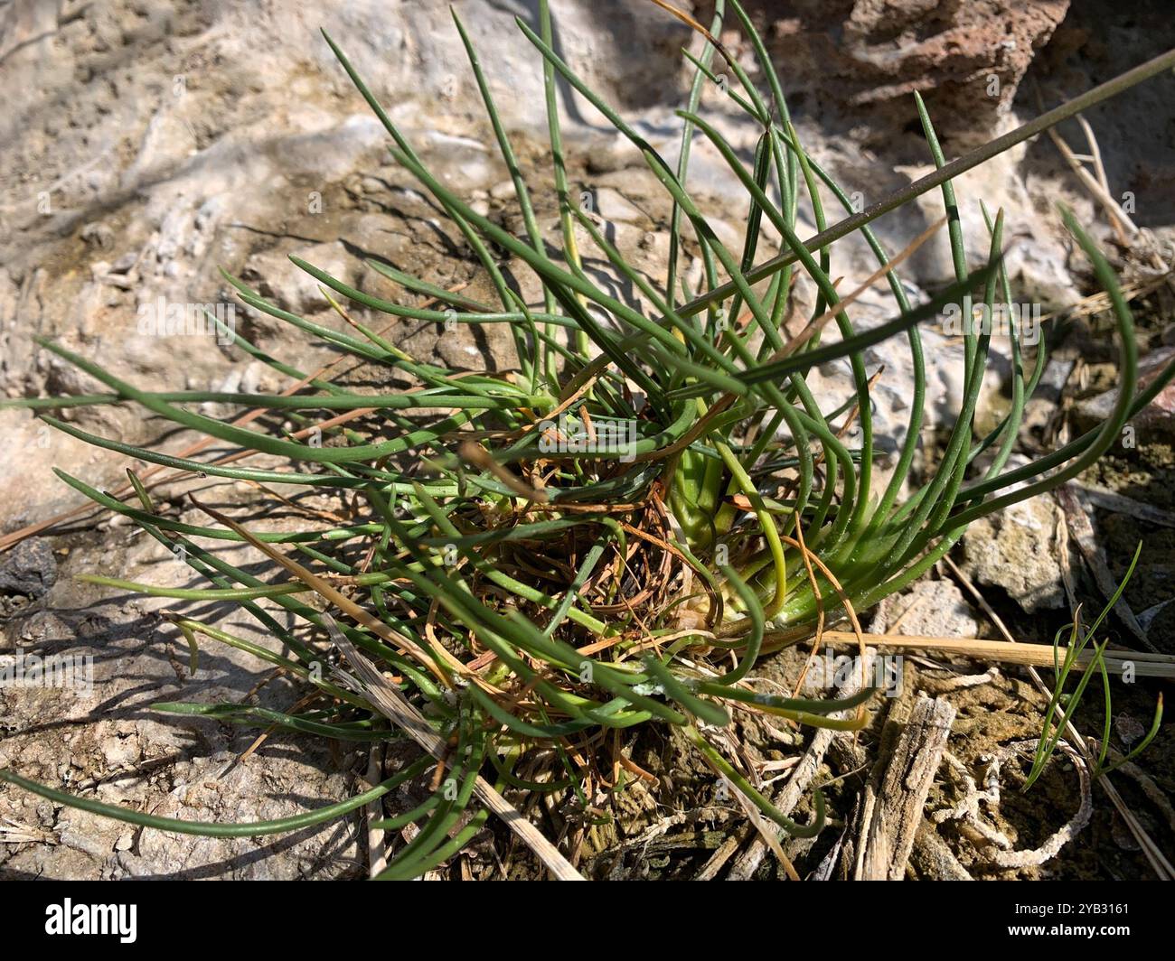 vascular plants (Tracheophyta) Plantae Stock Photo - Alamy