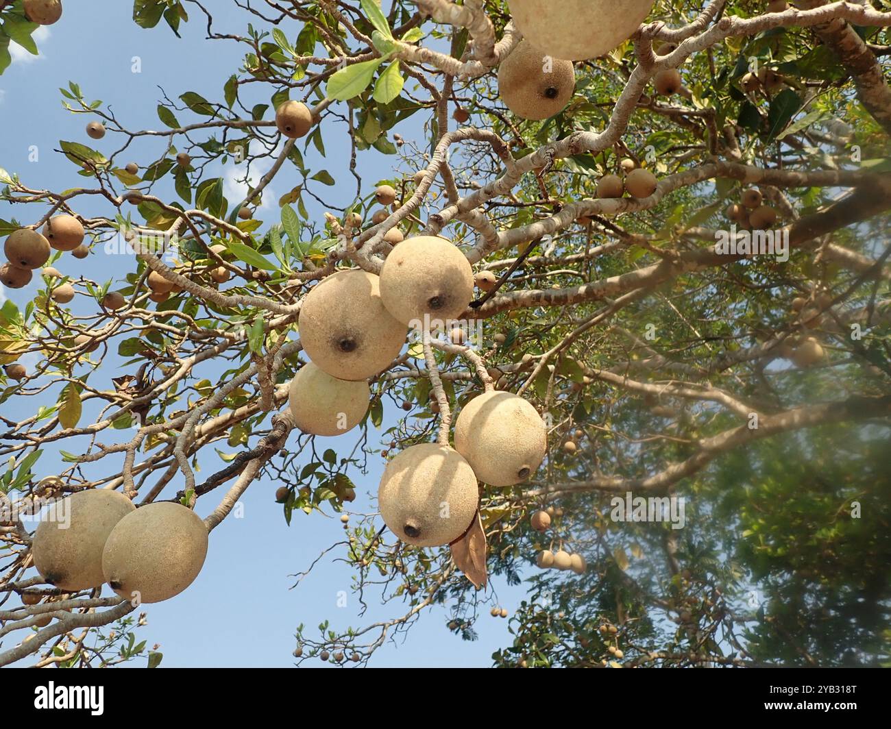 Genipap Tree (Genipa americana) Plantae Stock Photo - Alamy