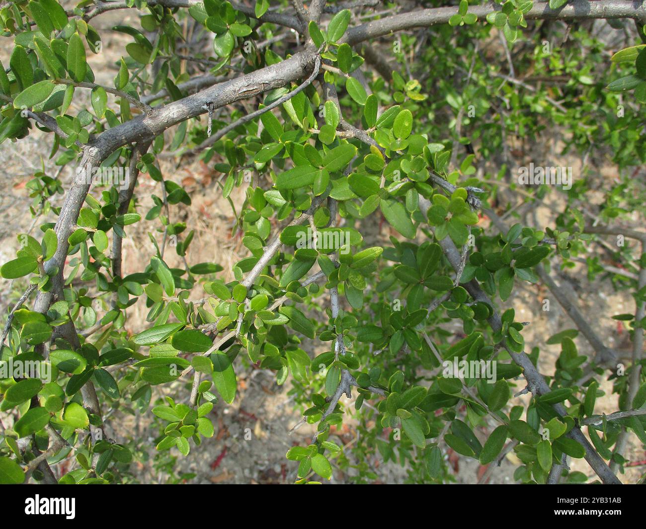 African olive (Olea europaea cuspidata) Plantae Stock Photo - Alamy