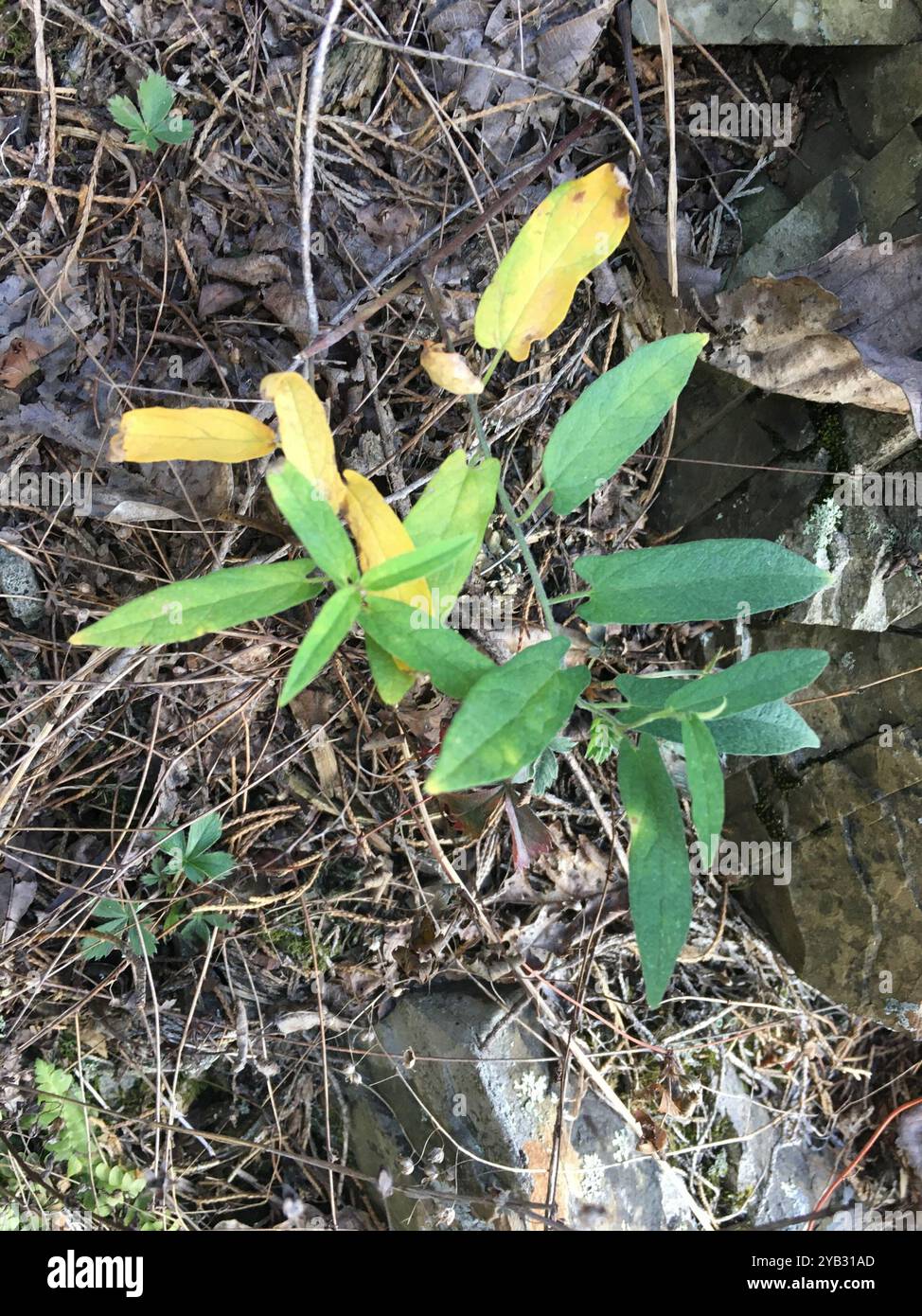 Virginia snakeroot (Aristolochia serpentaria) Plantae Stock Photo - Alamy