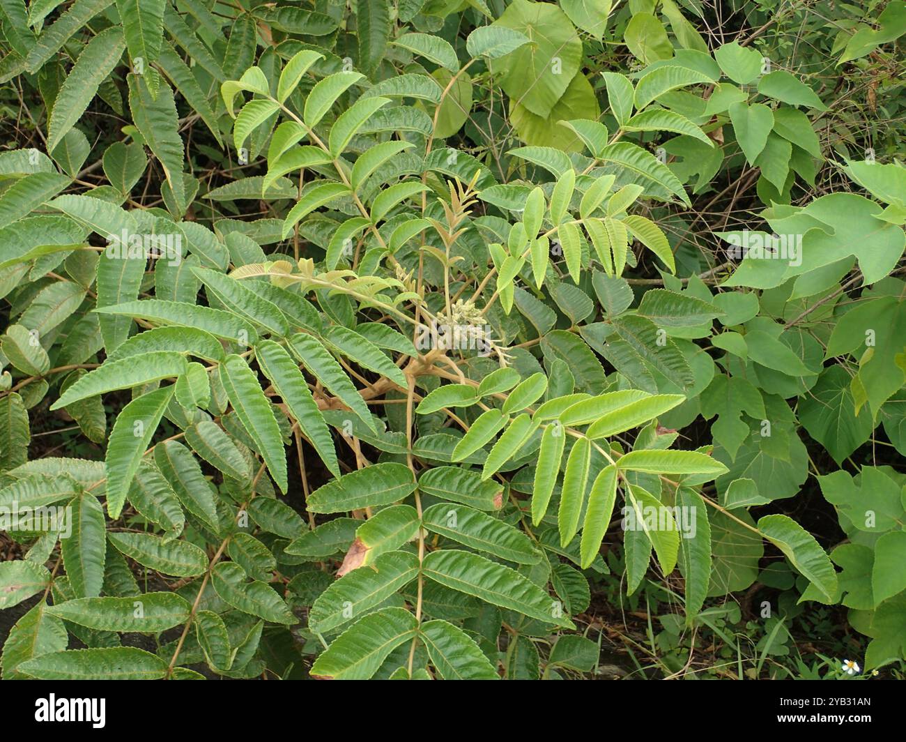 (Rhus chinensis roxburghii) Plantae Stock Photo - Alamy
