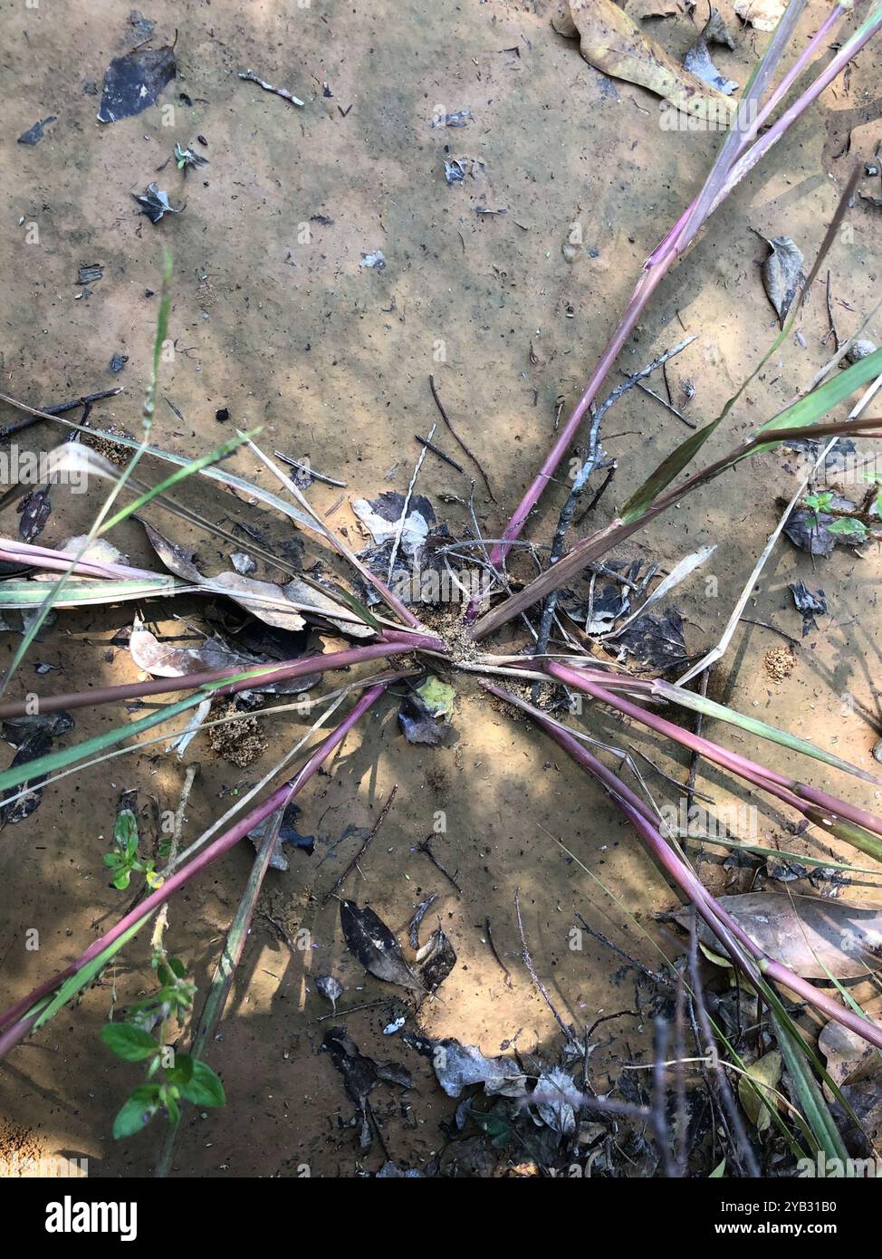 Fall Panic Grass (Panicum dichotomiflorum dichotomiflorum) Plantae ...
