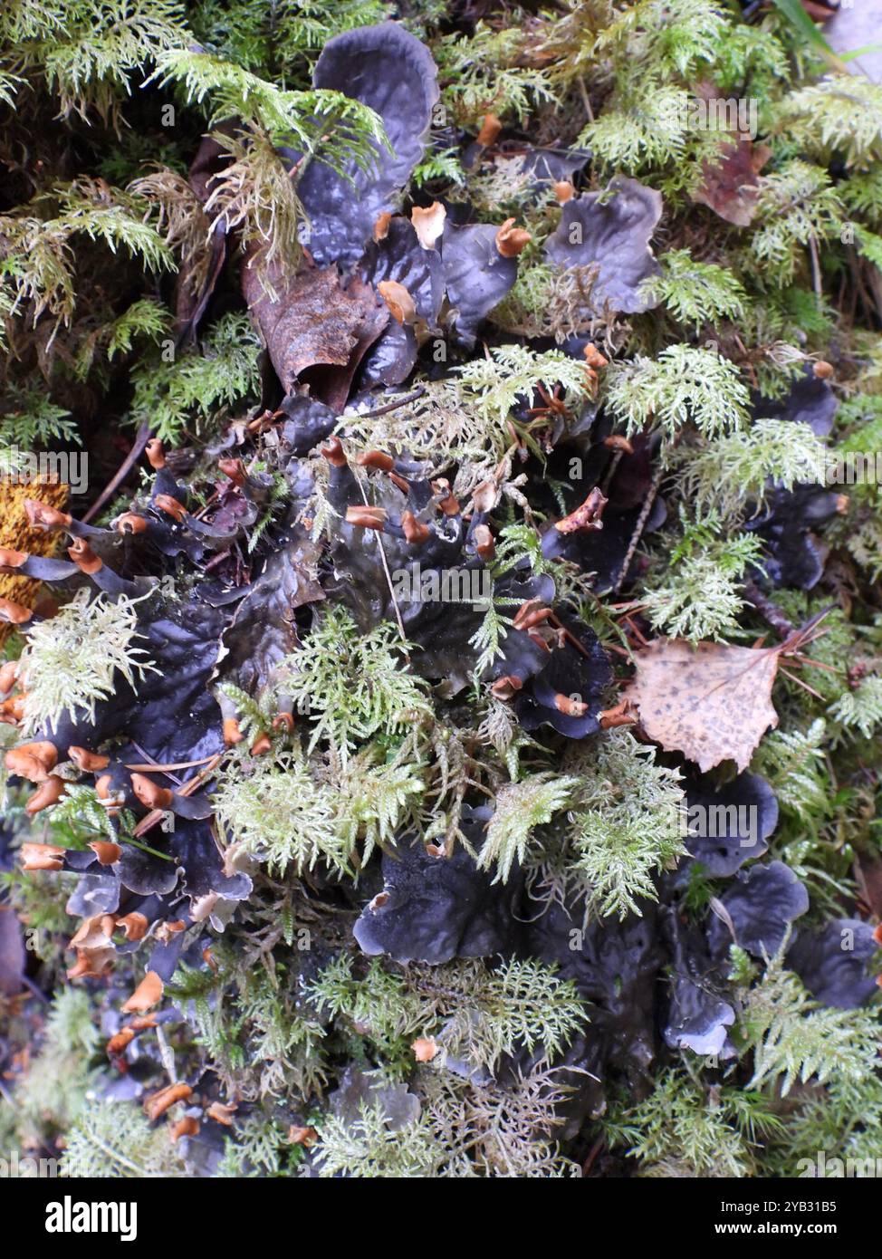 scaly pelt lichen (Peltigera praetextata) Fungi Stock Photo - Alamy