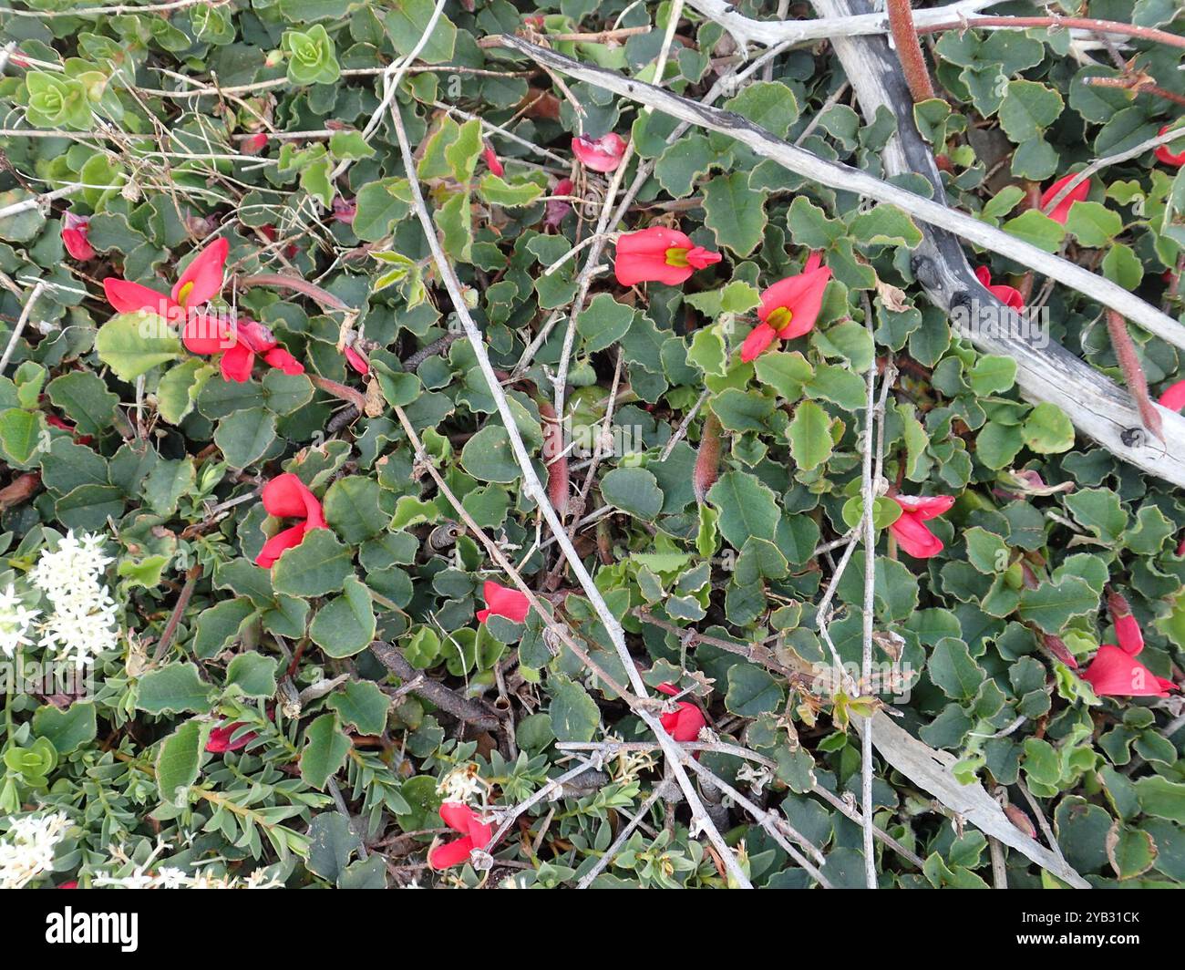 Running Postman (Kennedia prostrata) Plantae Stock Photo - Alamy