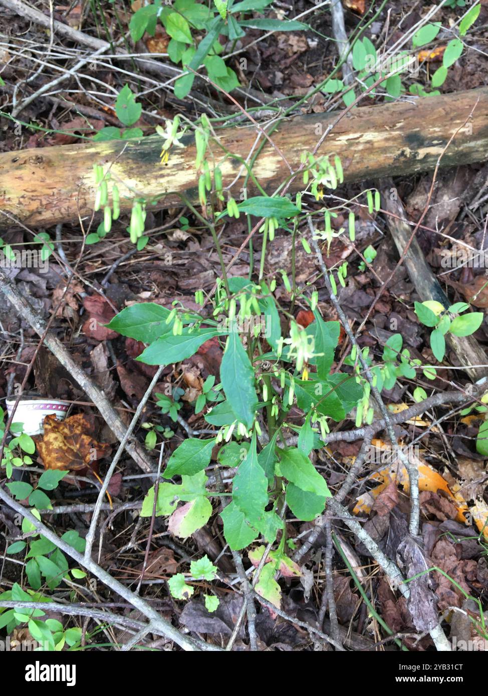 tall rattlesnake root (Nabalus altissimus) Plantae Stock Photo - Alamy