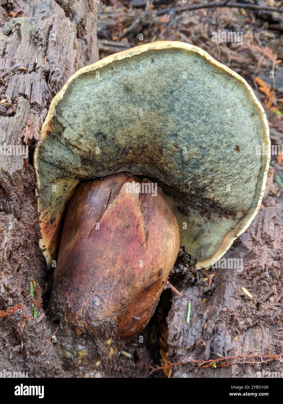 boletes (Boletaceae) Fungi Stock Photo - Alamy