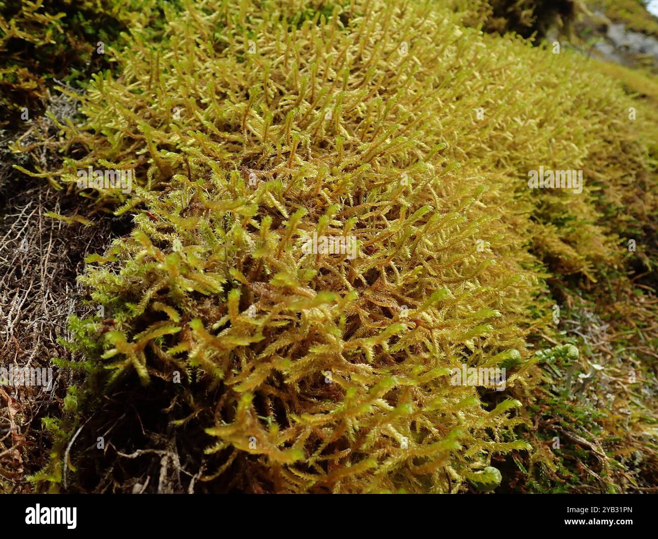 Pendulous Wing-moss (Antitrichia curtipendula) Plantae Stock Photo - Alamy