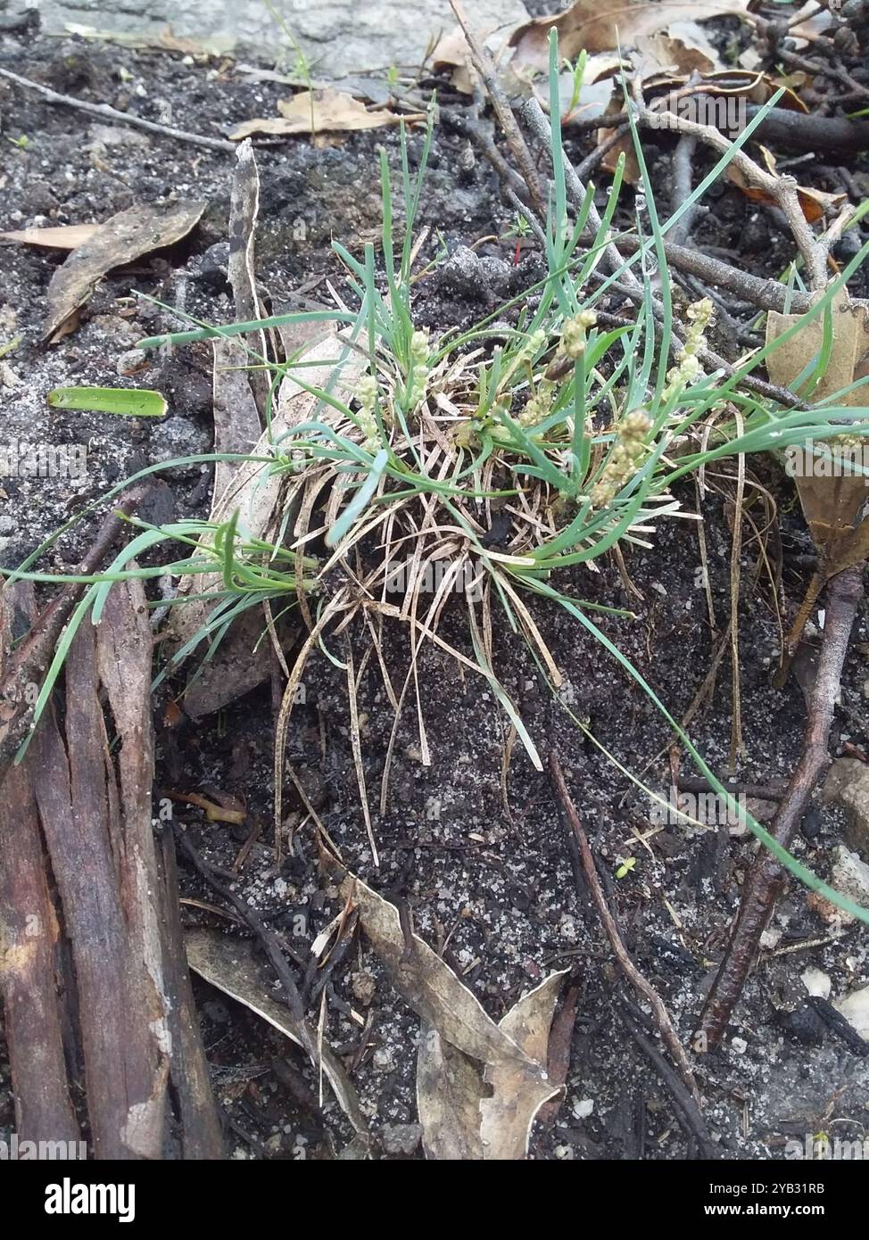 dwarf mat-rush (Lomandra nana) Plantae Stock Photo - Alamy