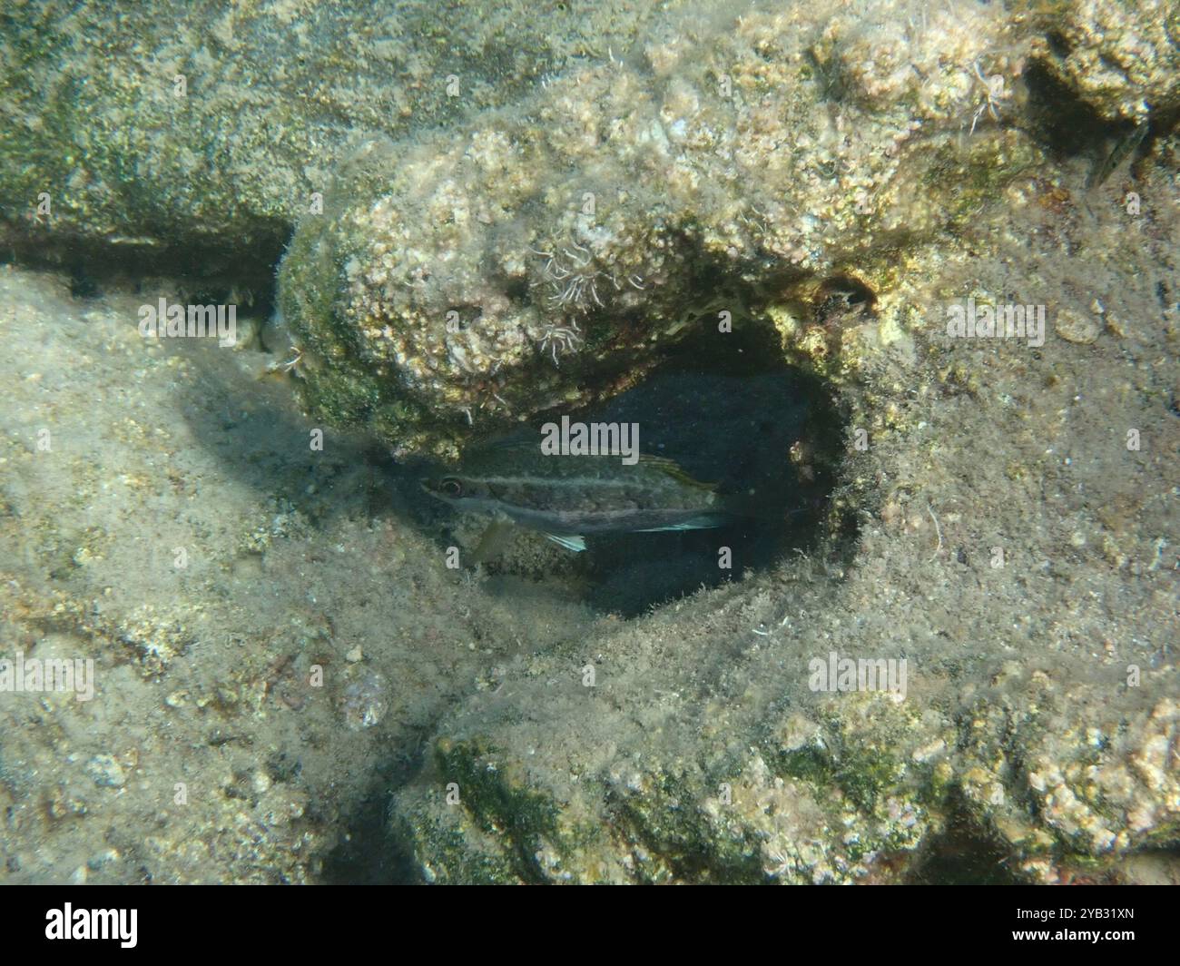 Dusky Spinefoot (Siganus luridus) Actinopterygii Stock Photo - Alamy