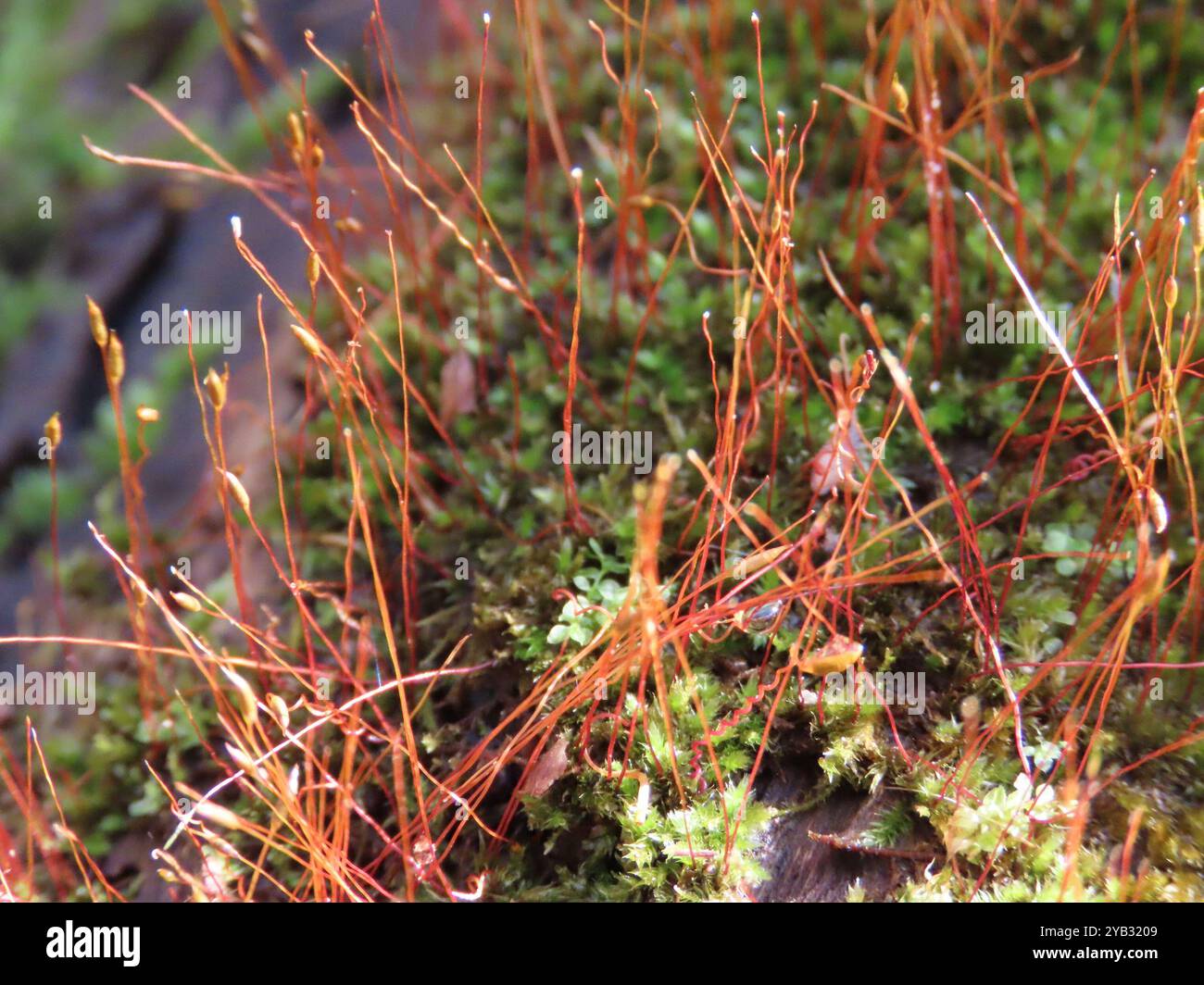 Flat-brocade Moss (Platygyrium repens) Plantae Stock Photo - Alamy