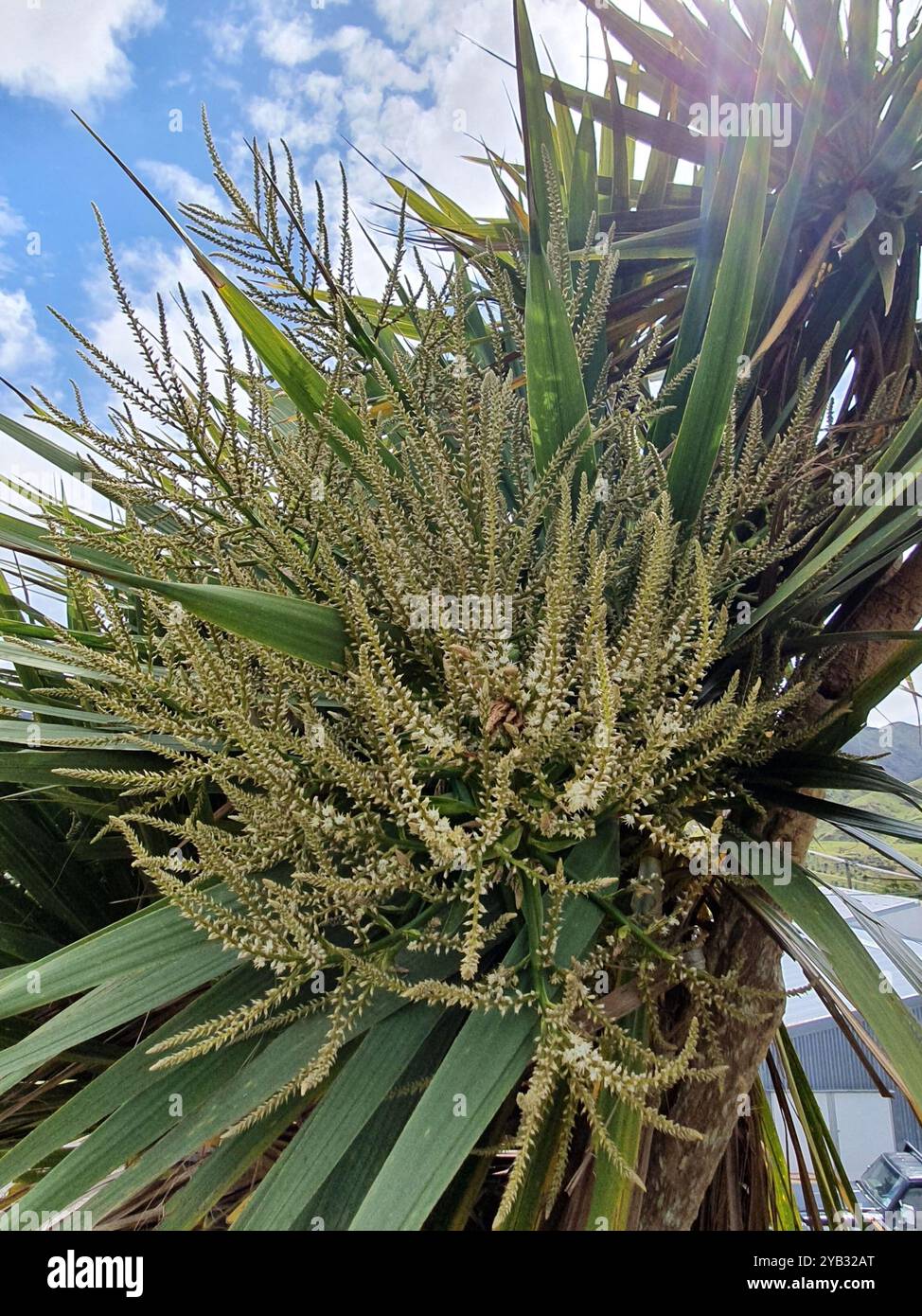New Zealand cabbage tree (Cordyline australis) Plantae Stock Photo - Alamy