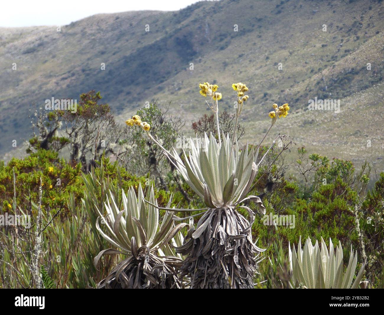 (Espeletia grandiflora) Plantae Stock Photo - Alamy