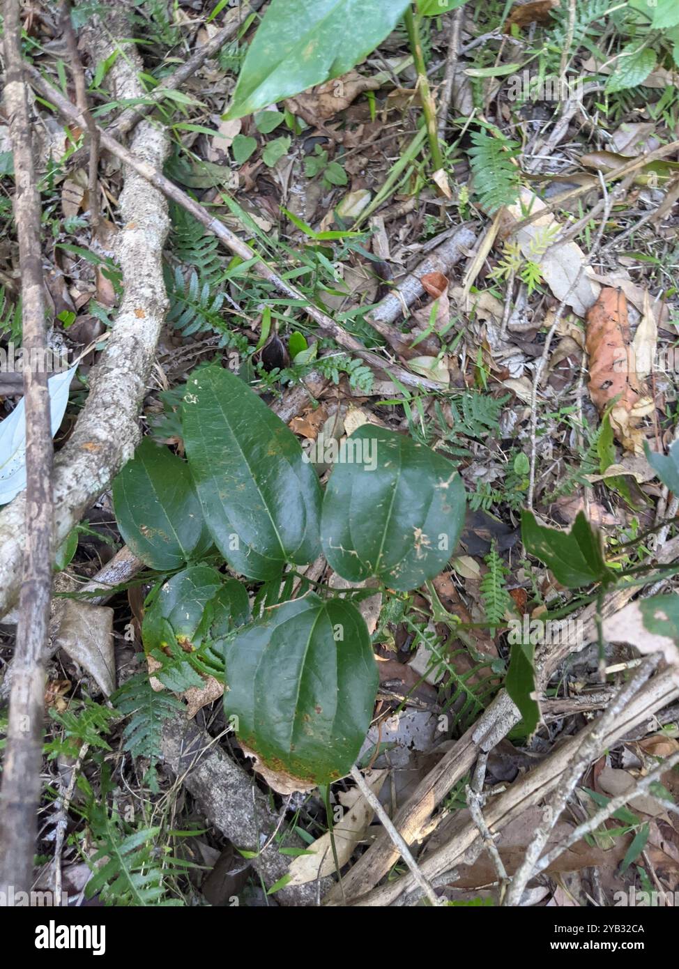 Austral Sarsaparilla (Smilax australis) Plantae Stock Photo - Alamy