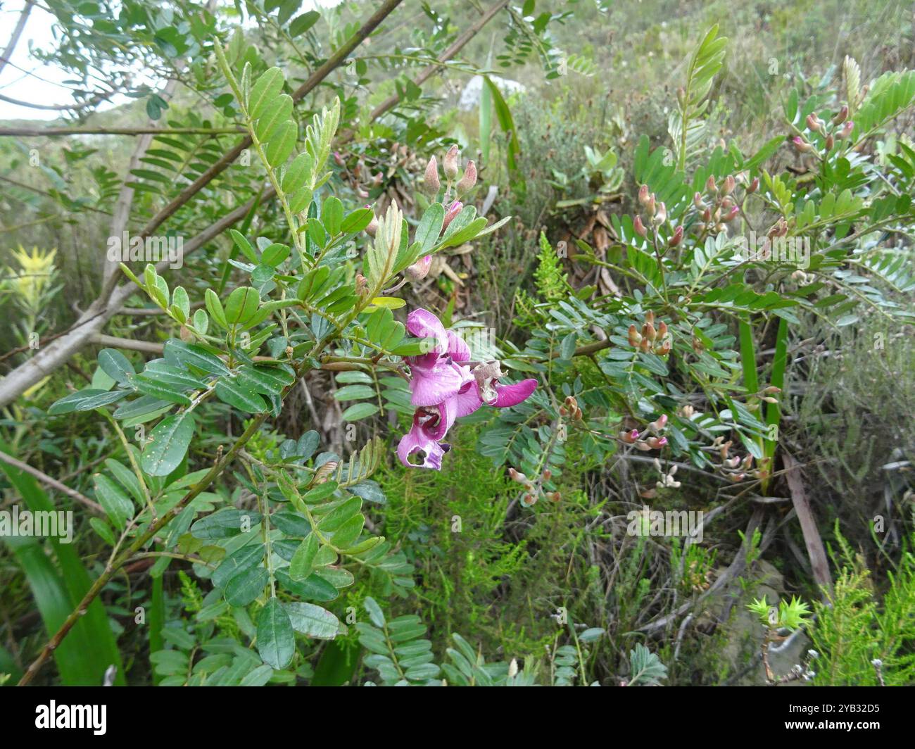 Keurboom hi-res stock photography and images - Alamy