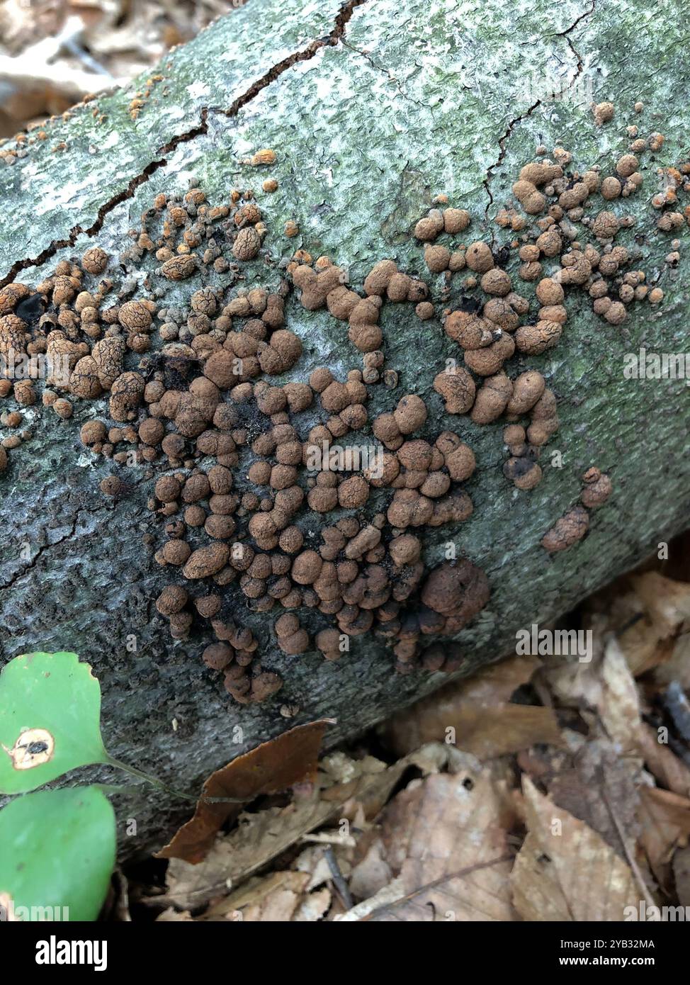 Hypoxylon howeanum hi-res stock photography and images - Alamy