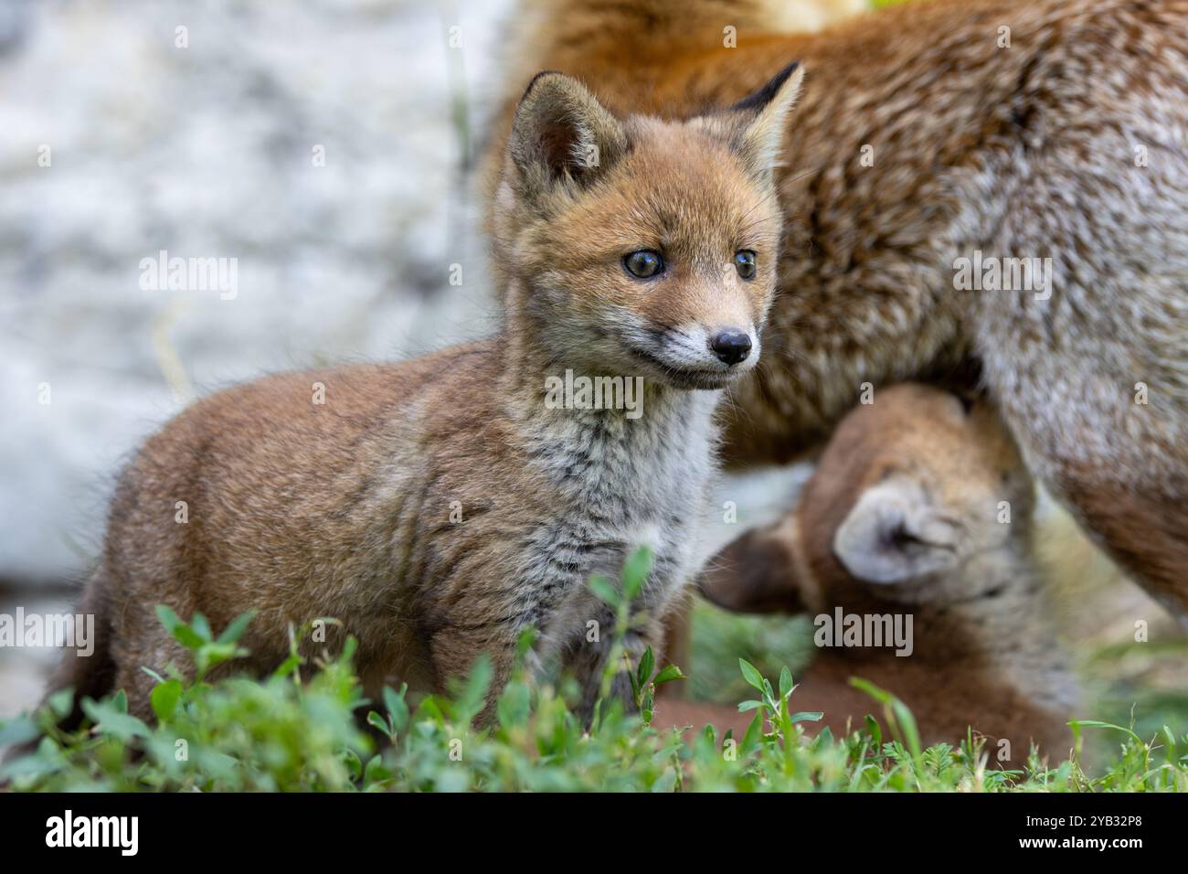 The red fox and her cubs Stock Photo - Alamy