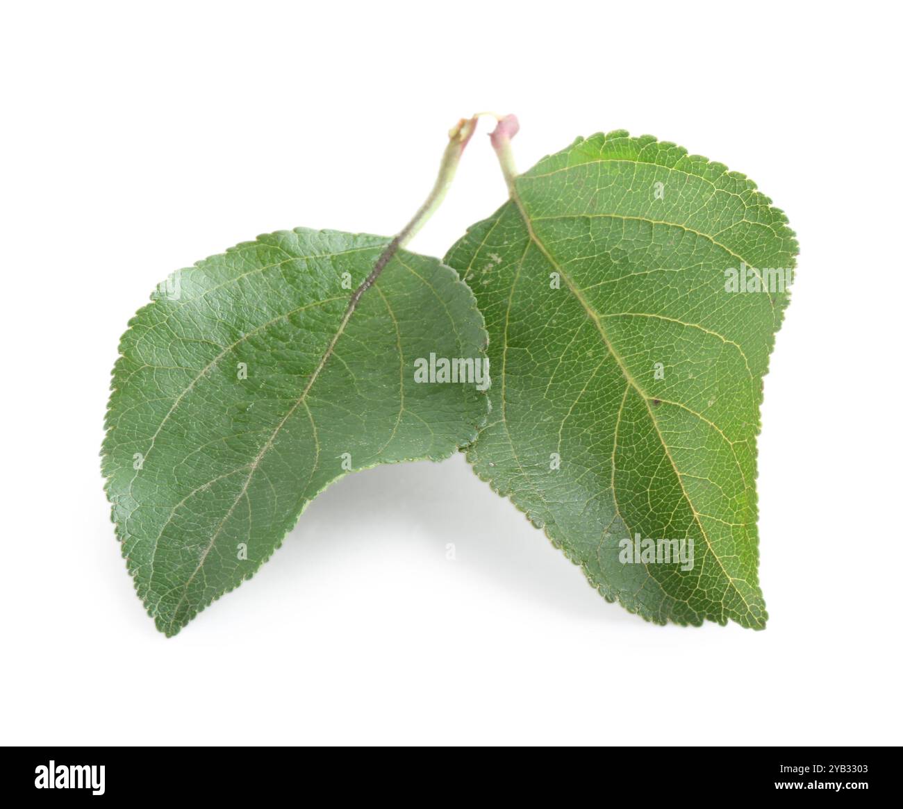 Fresh apple tree leaves isolated on white Stock Photo - Alamy
