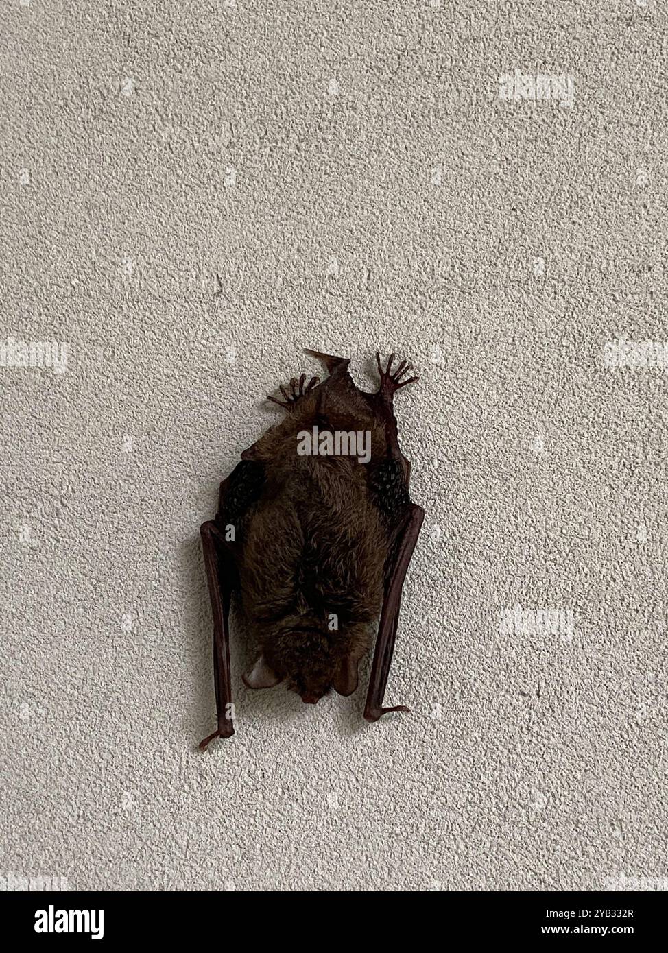 Tricolored Bat (Perimyotis subflavus) Mammalia Stock Photo - Alamy