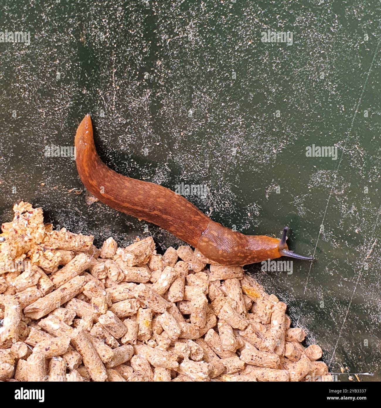Yellow Cellar Slug (Limacus flavus) Mollusca Stock Photo - Alamy