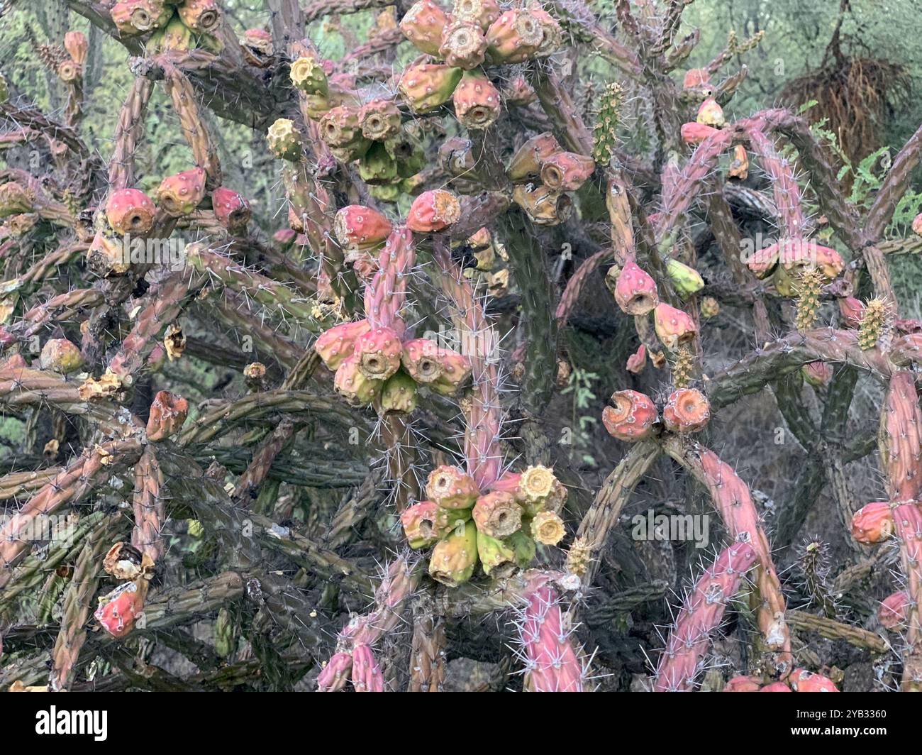 staghorn cholla (Cylindropuntia thurberi versicolor) Plantae Stock ...