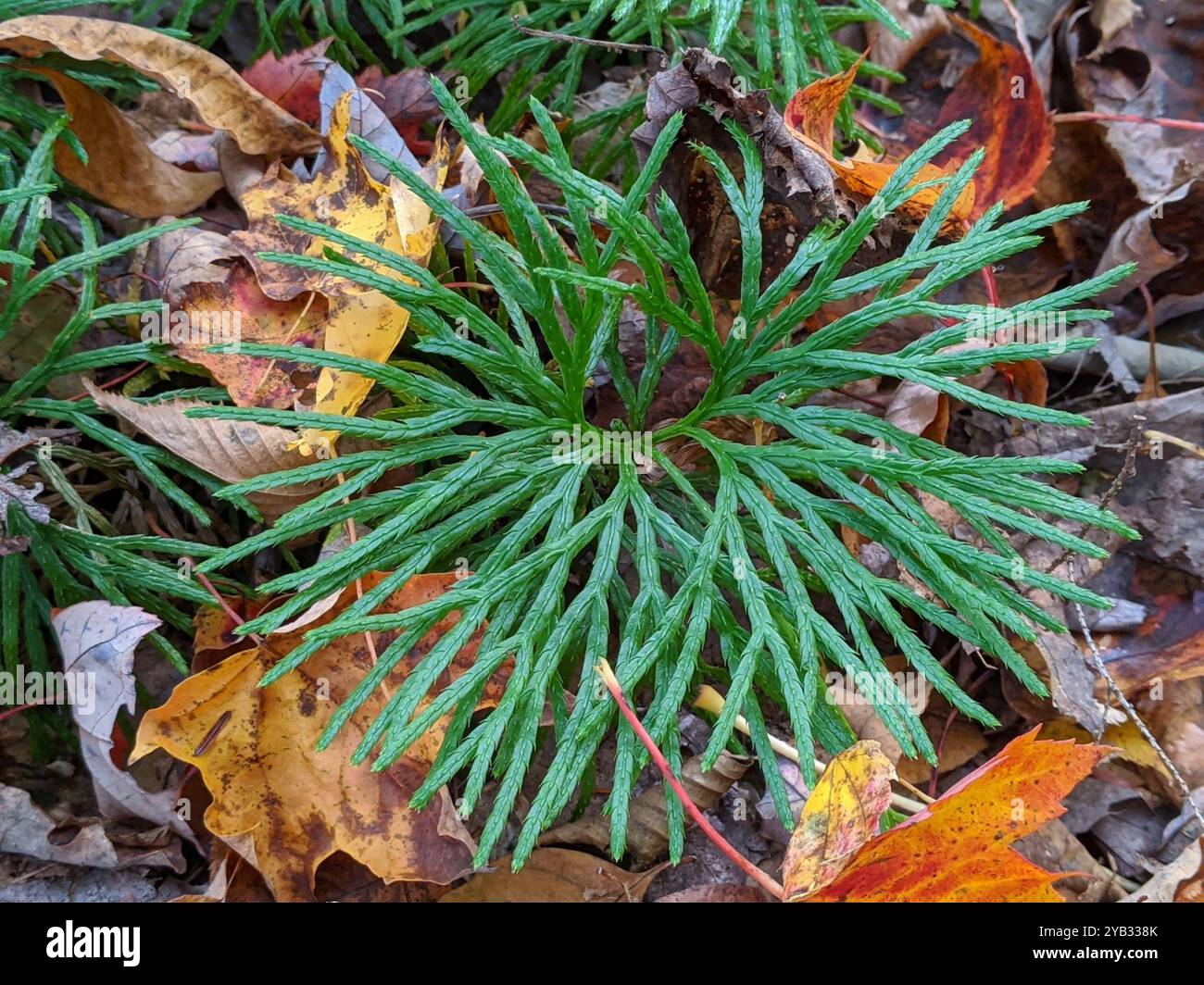 fan clubmoss (Diphasiastrum digitatum) Plantae Stock Photo - Alamy