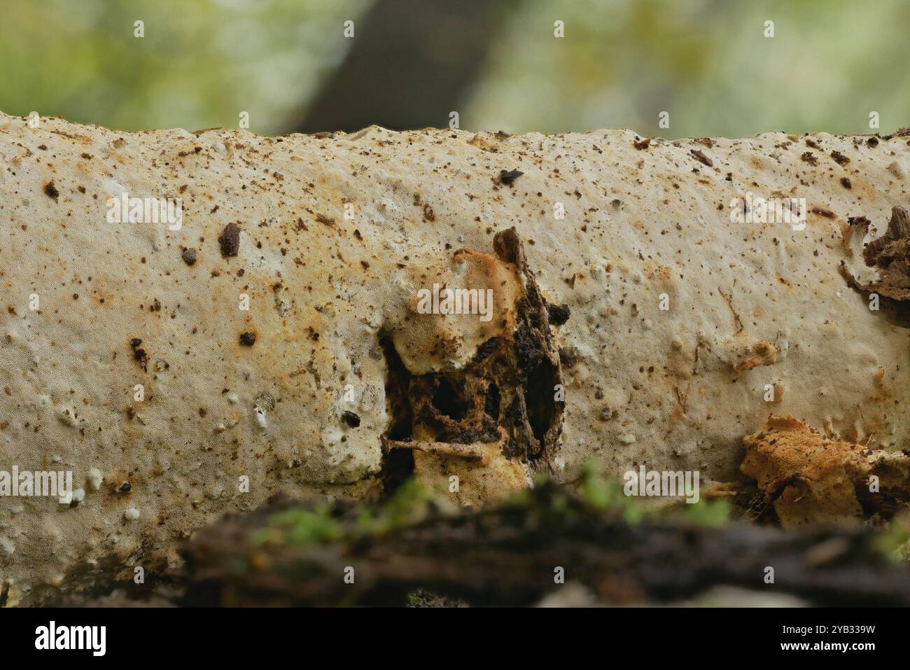 Bostonensis hi-res stock photography and images - Alamy