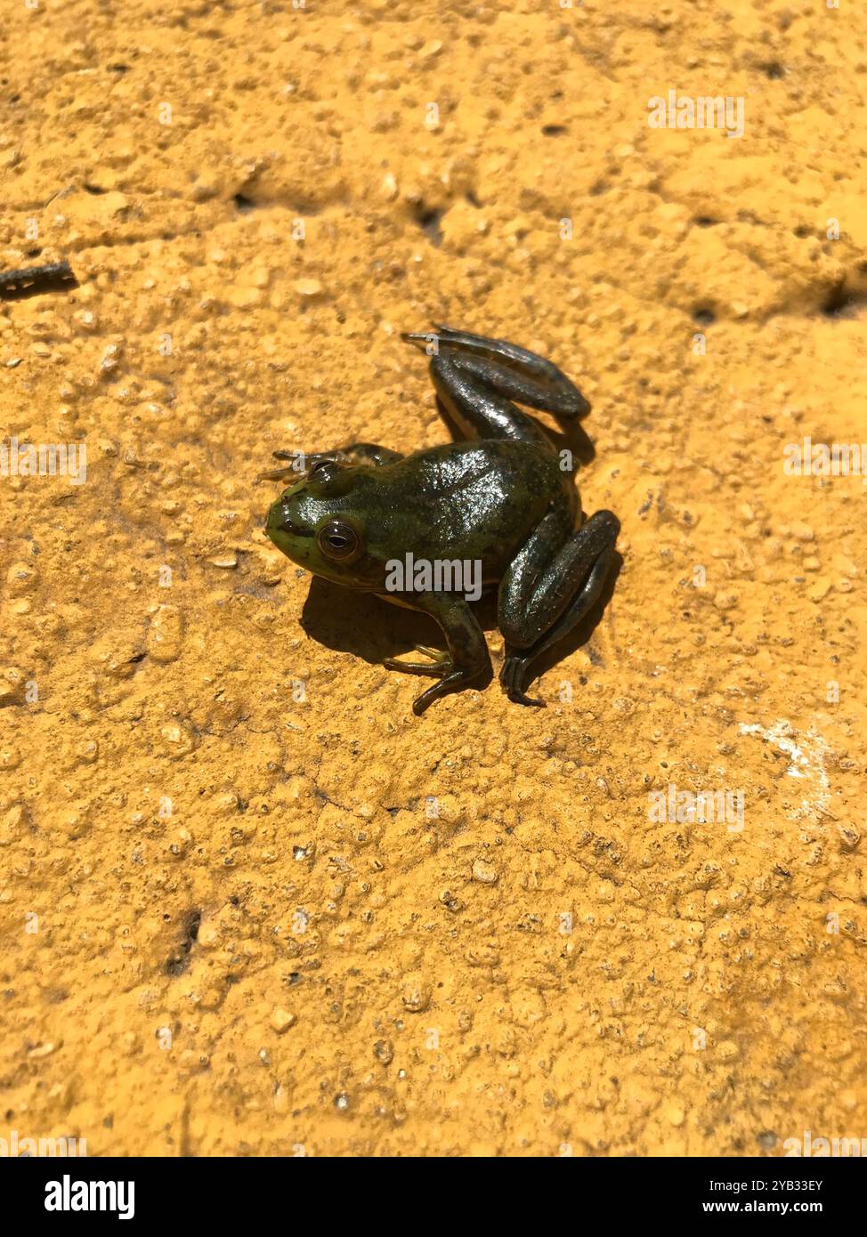 Lesser Swimming Frog (Pseudis minuta) Amphibia Stock Photo - Alamy