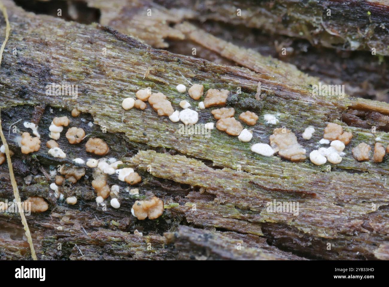 (Trichoderma hamatum) Fungi Stock Photo - Alamy