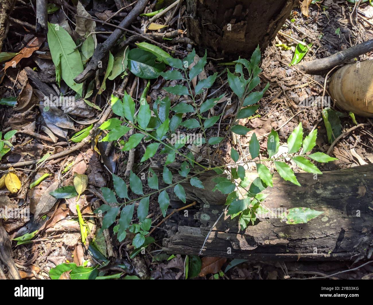 Fern Top (Jagera pseudorhus) Plantae Stock Photo - Alamy