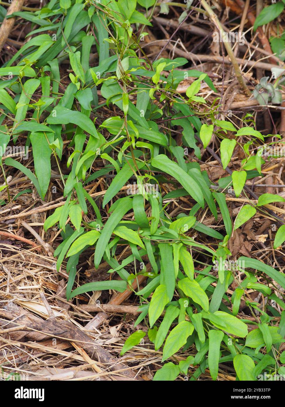 skunk vine (Paederia foetida) Plantae Stock Photo - Alamy