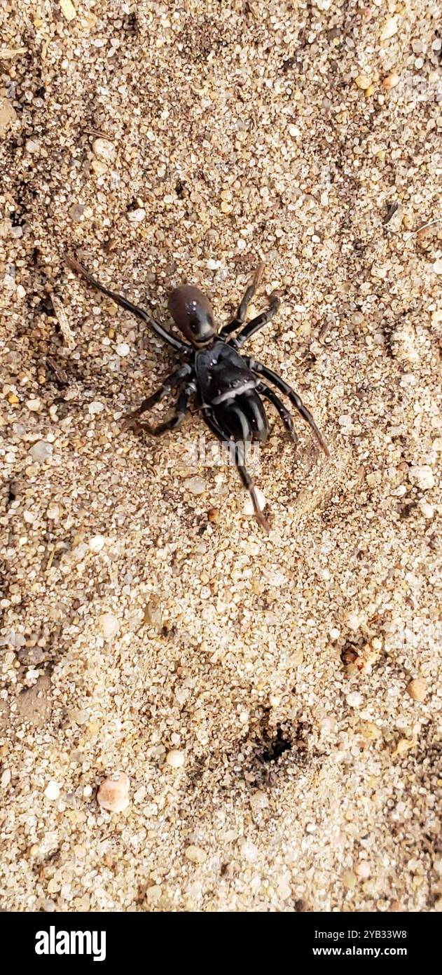 Purse-web Spider (Atypus) Arachnida Stock Photo - Alamy