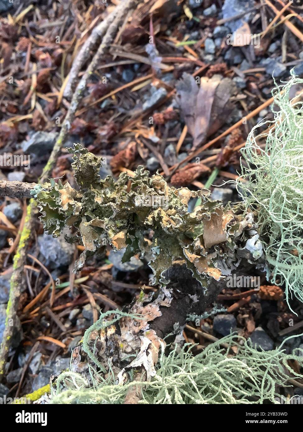 typical shield lichens (Parmelioideae) Fungi Stock Photo - Alamy